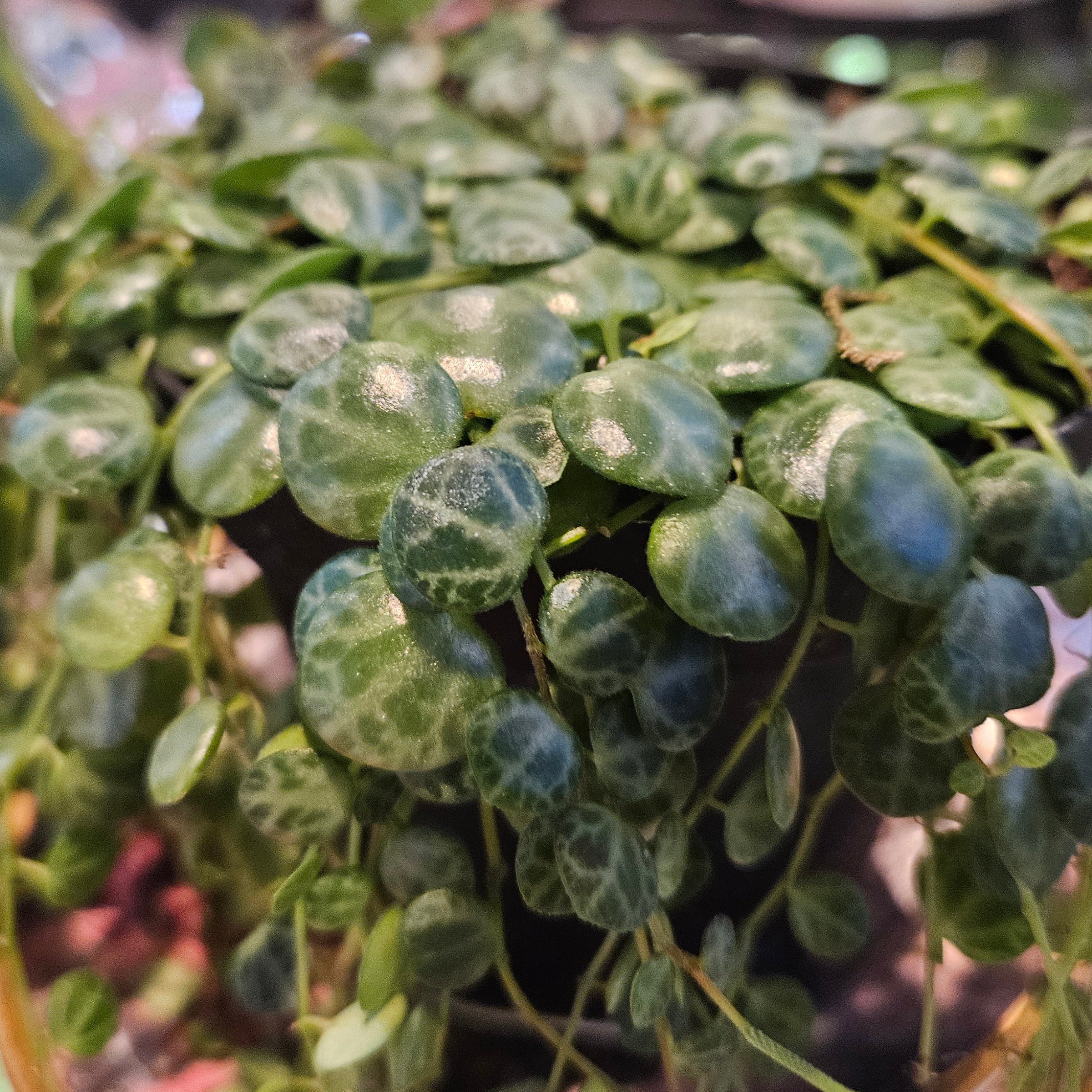 String Of Turtles | Benne's Botanical, LLC 215 S. Maple • Eldon, MO 573 ...