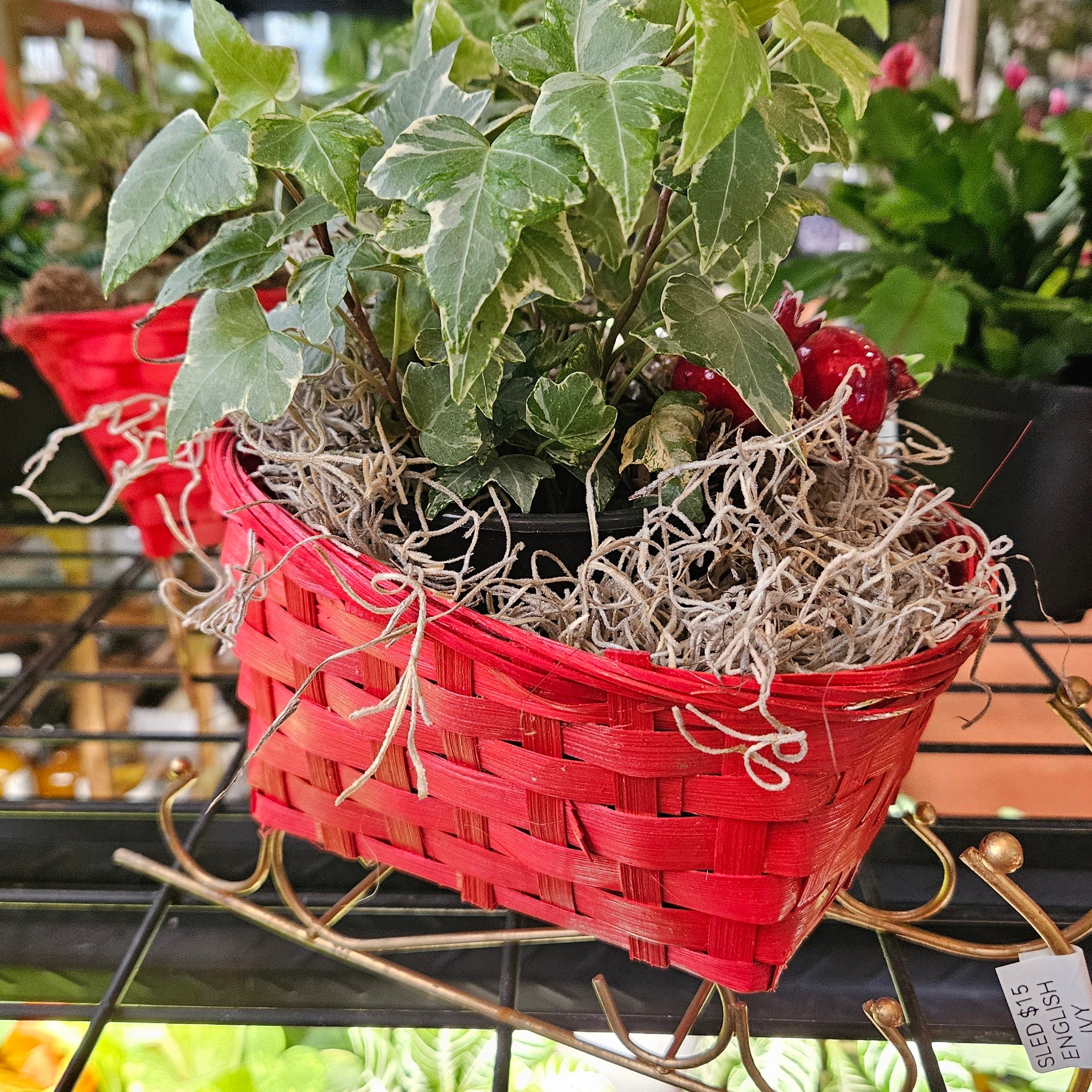 English Ivy Sleigh | Benne's Botanical, LLC 215 S. Maple • Eldon, MO 573.789.4473 Brian & Benne ...