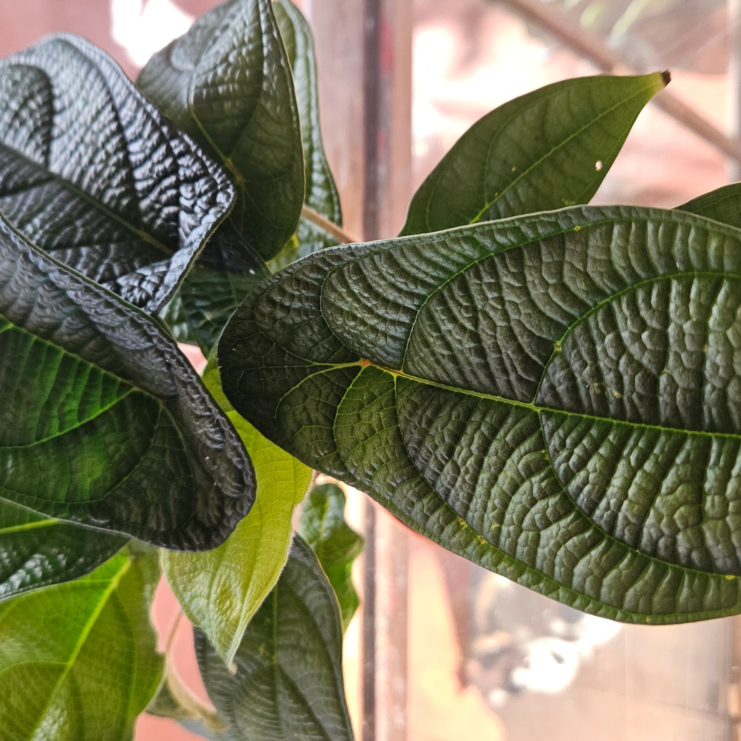 Piper Paramatum Peperomia | Benne's Botanical, LLC 215 S. Maple • Eldon ...