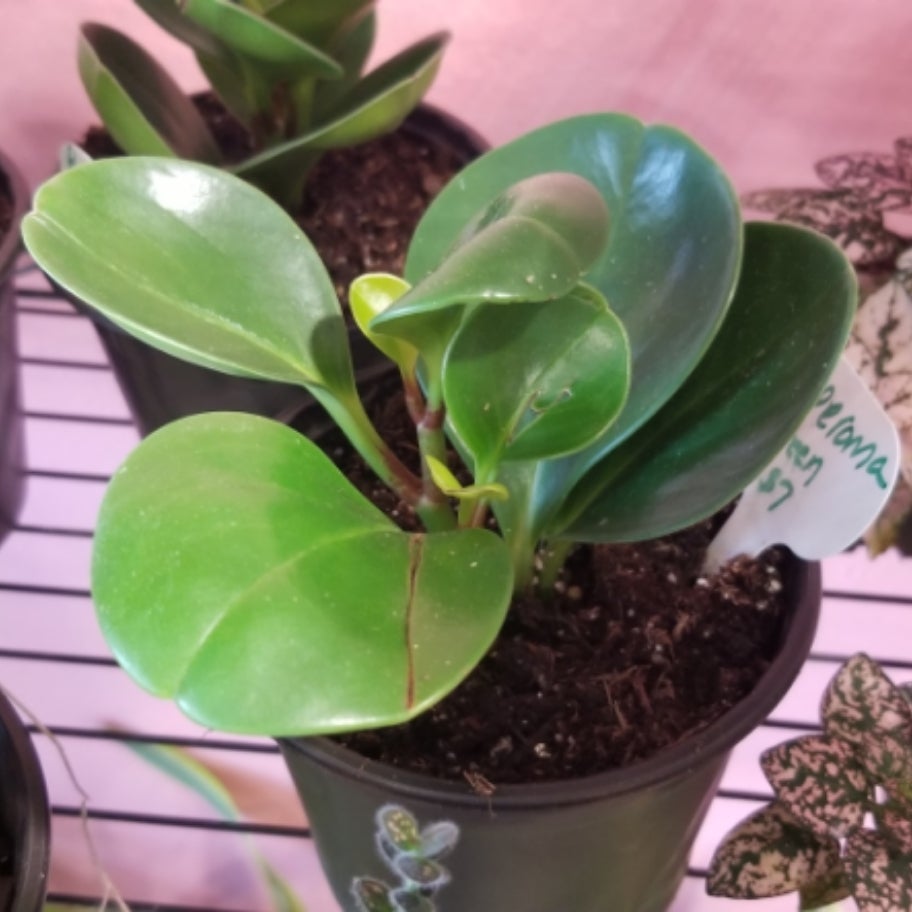 peperomia-green-benne-s-botanical-llc-215-s-maple-eldon-mo-573