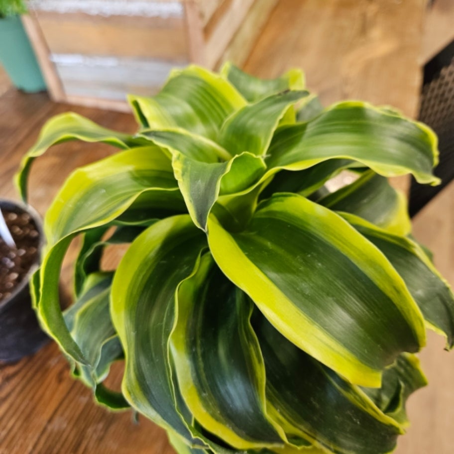 Dracaena DRAGON TORNADO | Benne's Botanical, LLC 215 S. Maple Eldon ...