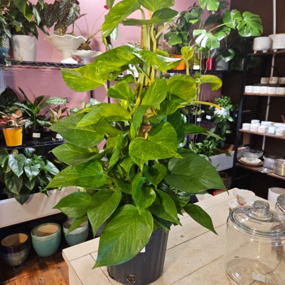 sun-queen-pothos-benne-s-botanical-llc-215-s-maple-eldon