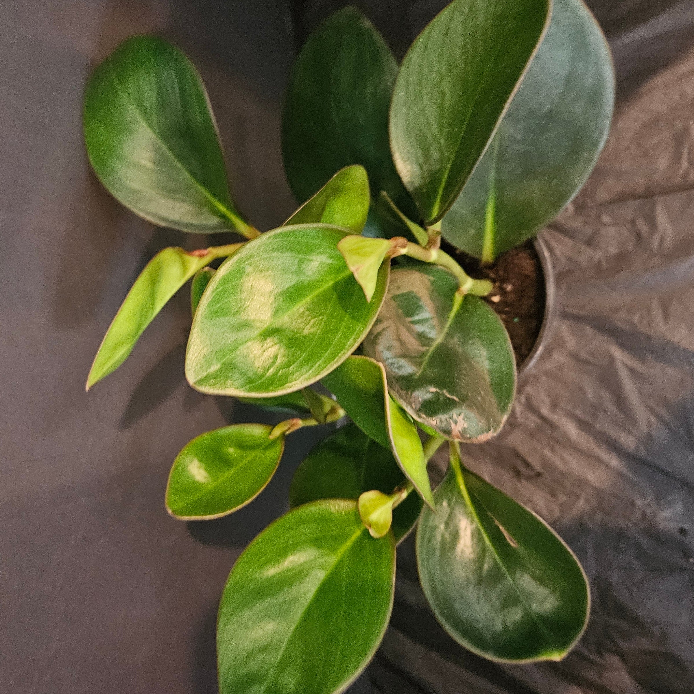peperomia-red-edge-benne-s-botanical-llc-215-s-maple-eldon